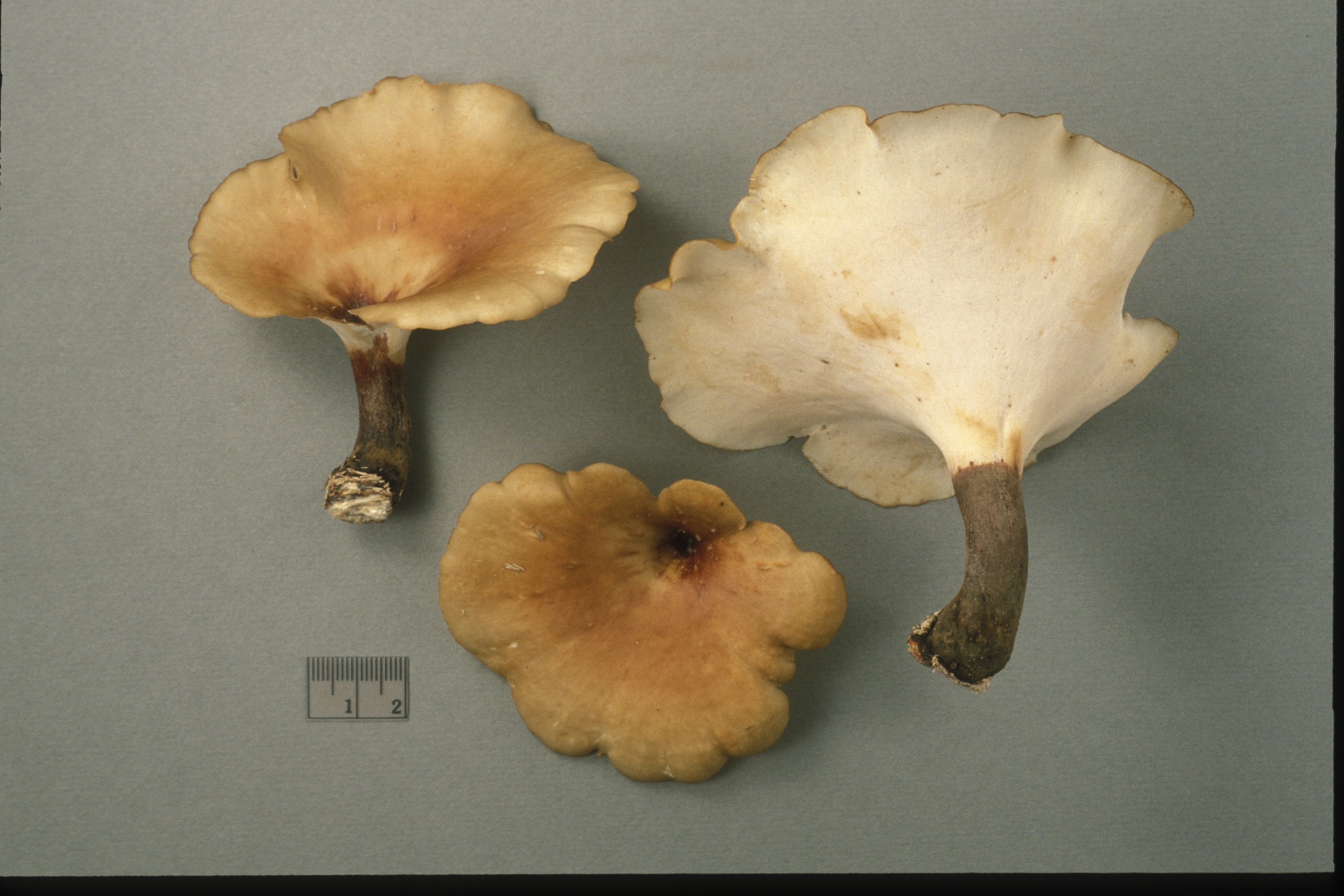 Polyporus picipes Fr.