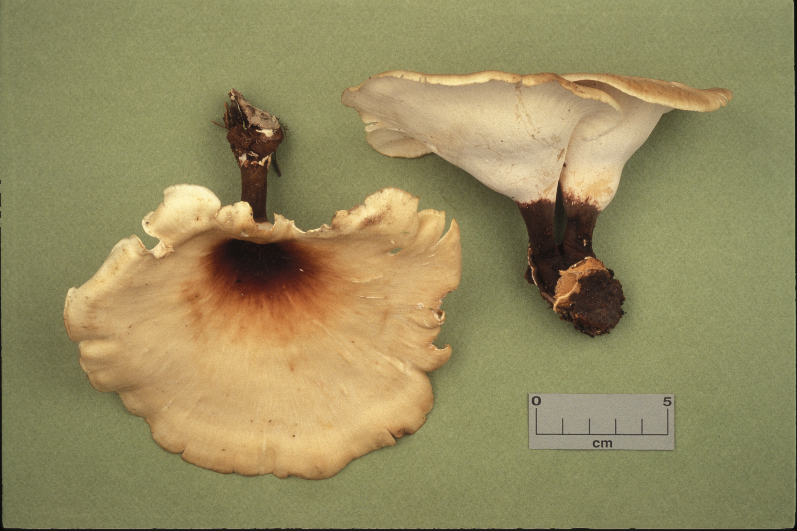 Polyporus picipes Fr.